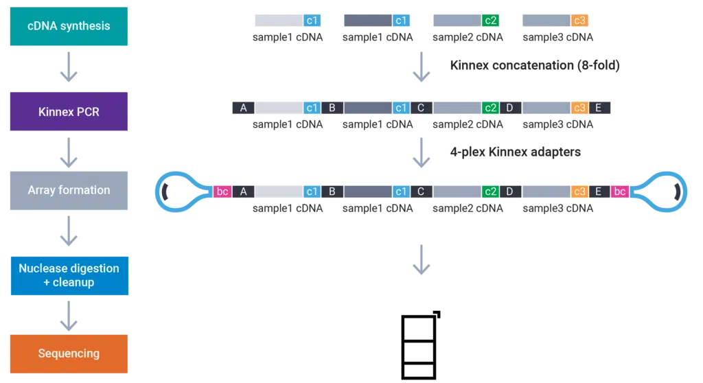 Decrease your cost-per-sample with multiplexing - PacBio
