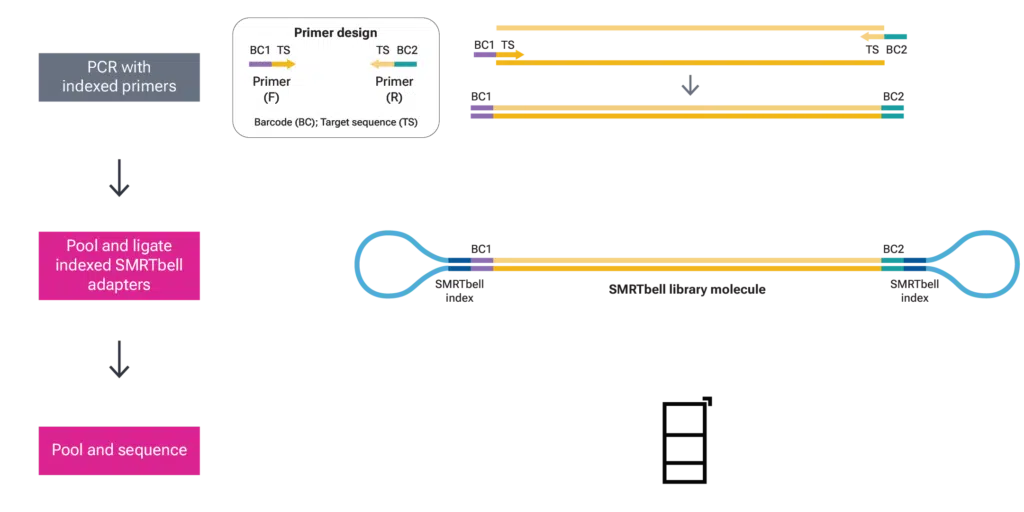 Decrease your cost-per-sample with multiplexing - PacBio