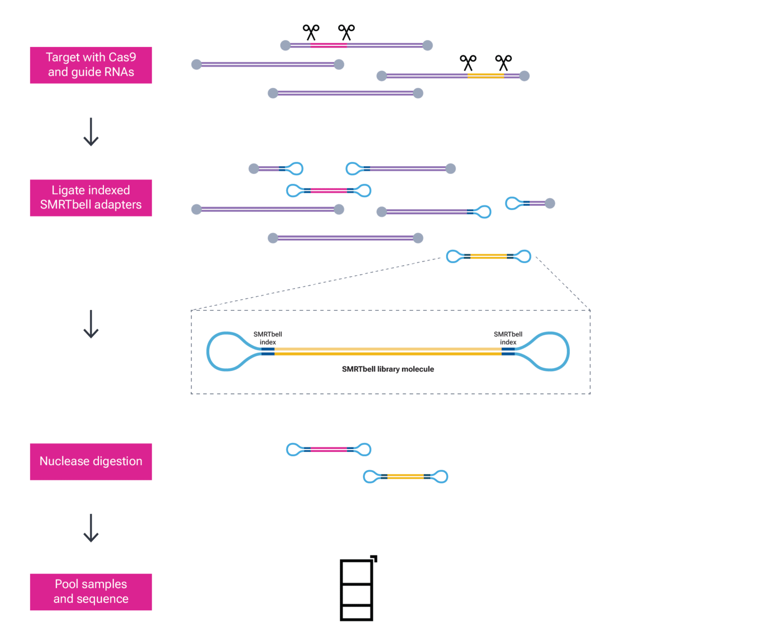 Decrease your cost-per-sample with multiplexing - PacBio